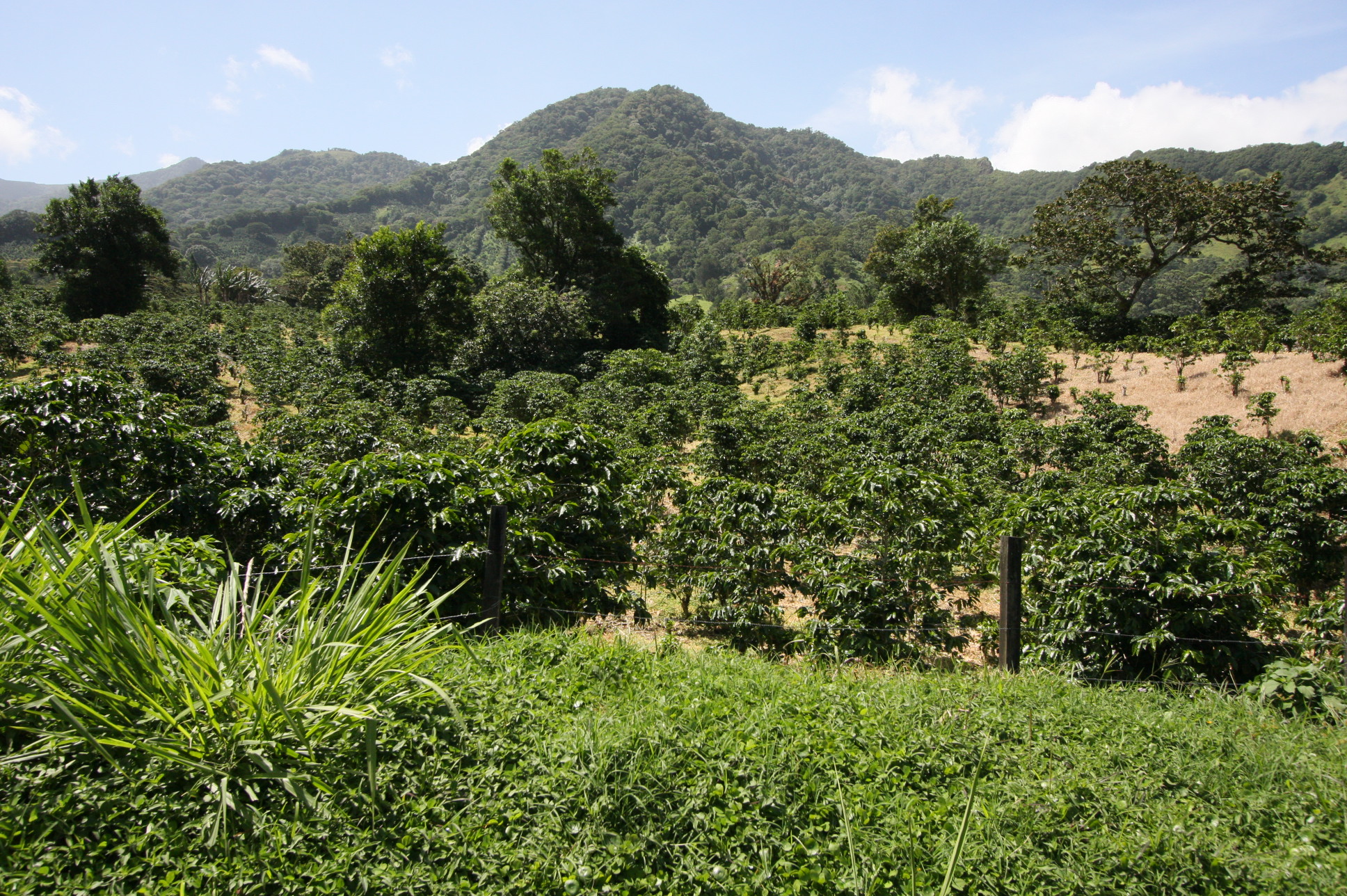 Coffee profile: Princesa Janca – Coffee with the Queen