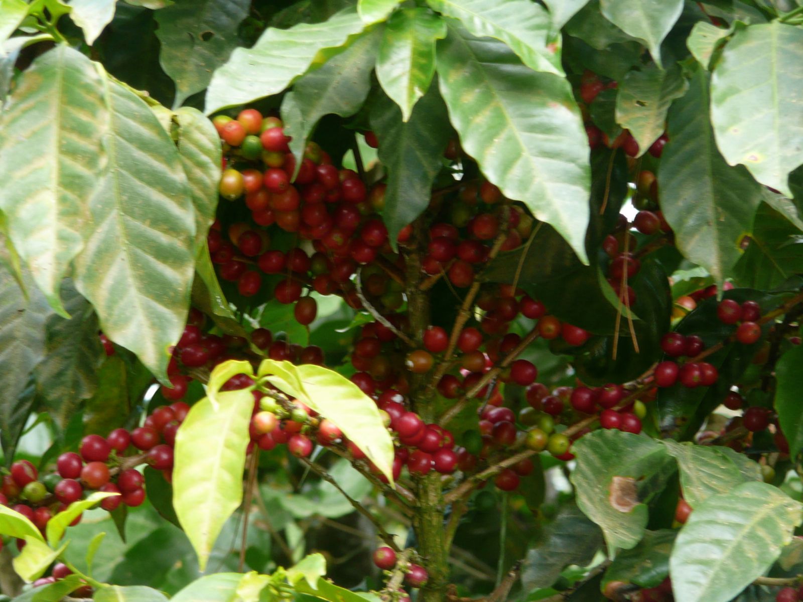 The Life of a coffee bean… – Coffee with the Queen