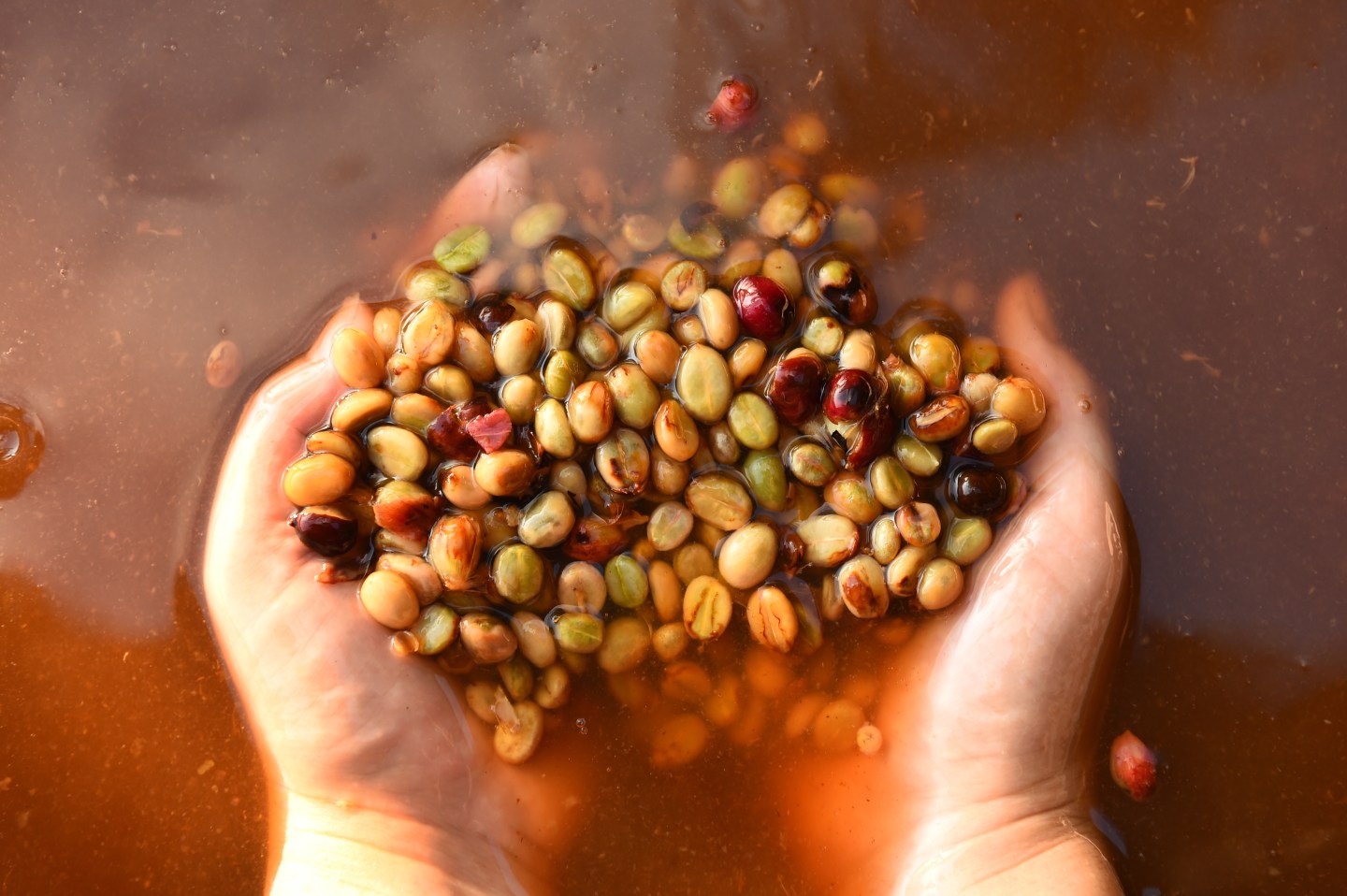 Coffee processing: dry, wet, washed, and honey – Coffee with the Queen