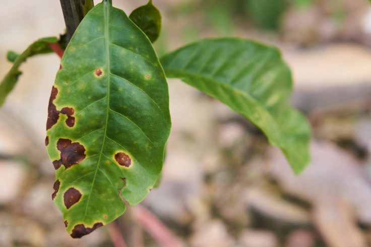 Bean killer #1: coffee rust – Coffee with the Queen